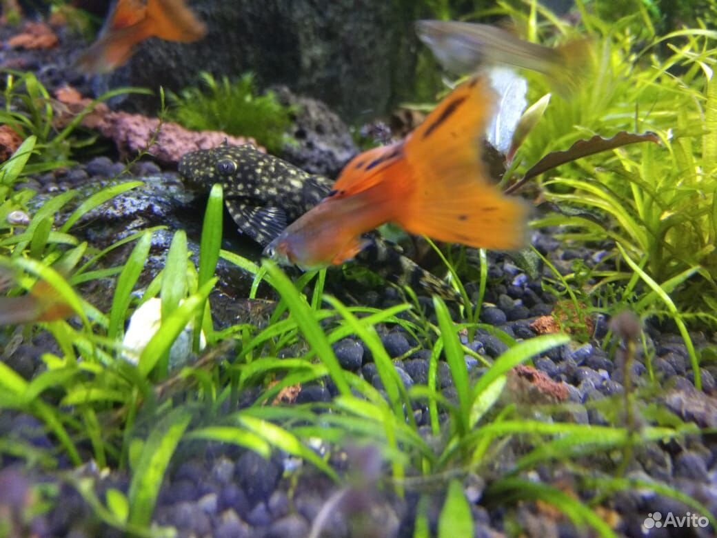Аквариумные рыбки (Гуппи)