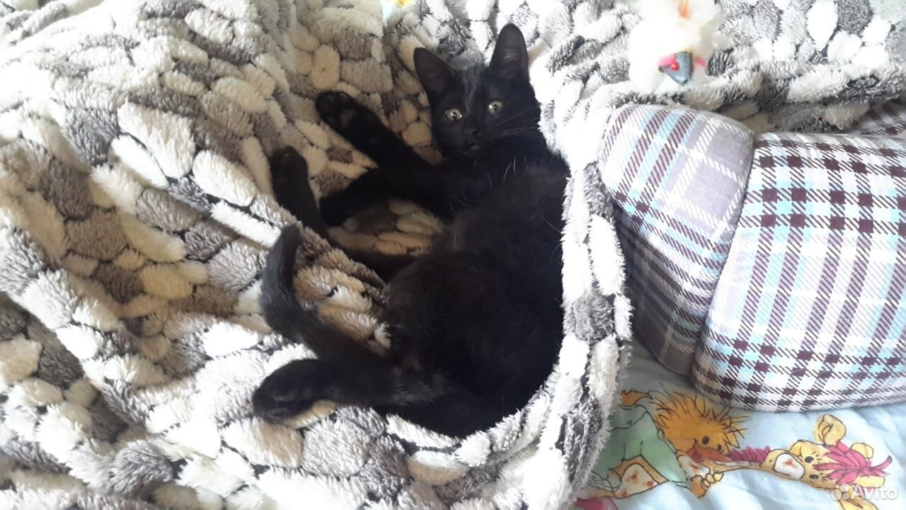 Ласковый Добрый Котик 3 месяца