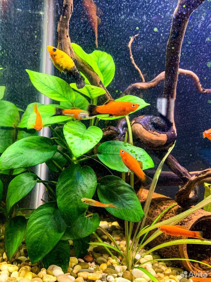 Меченосцы мальки