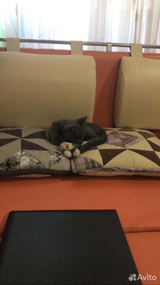 Котёнок