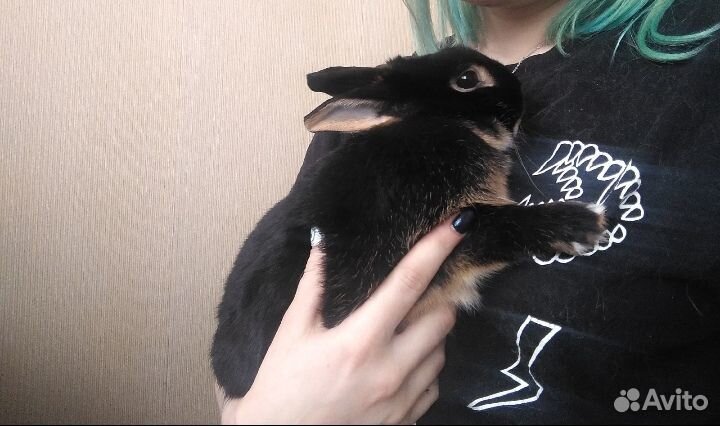 Кролик