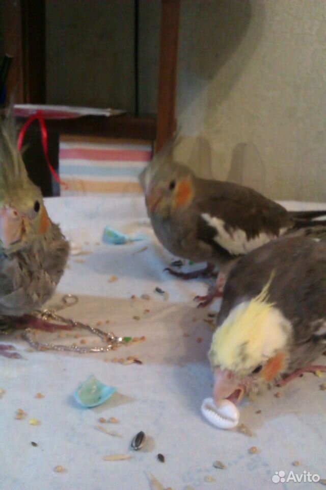 Карелы пара