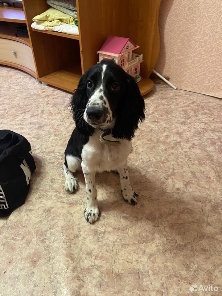 Отдам русского спаниеля