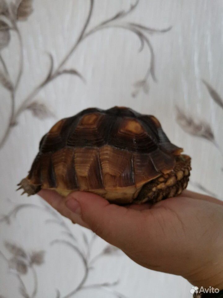 Черепаха