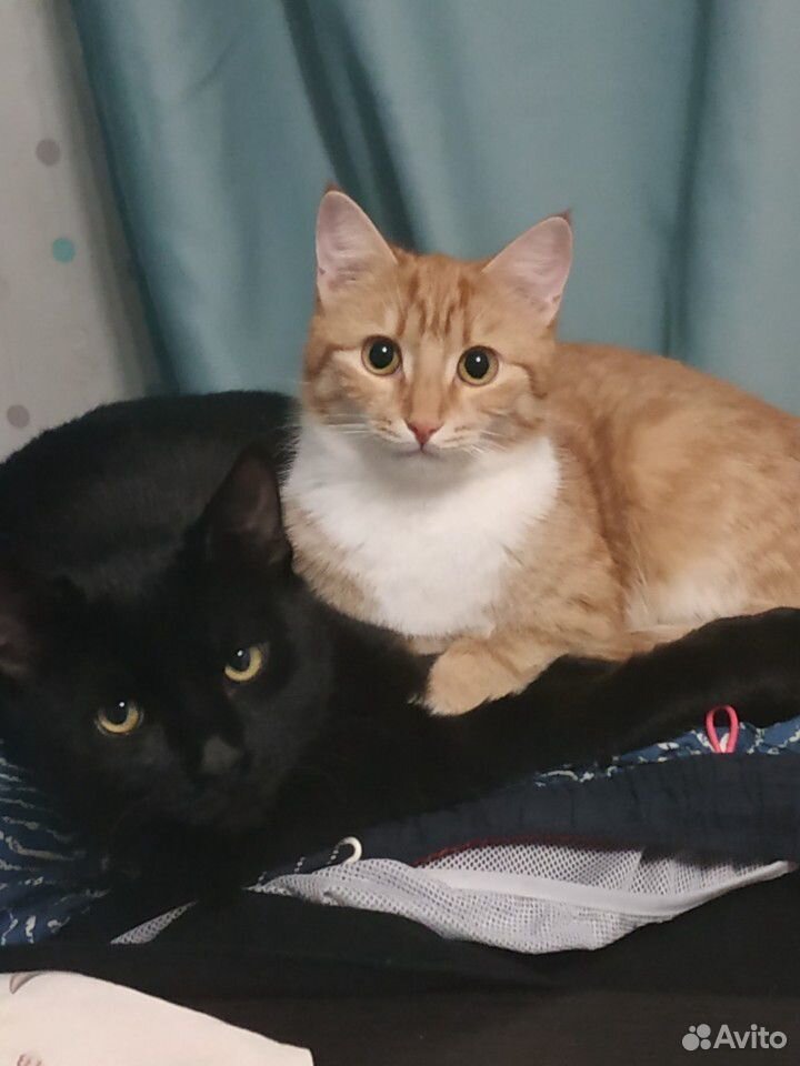 Котята от прекрасной пары)