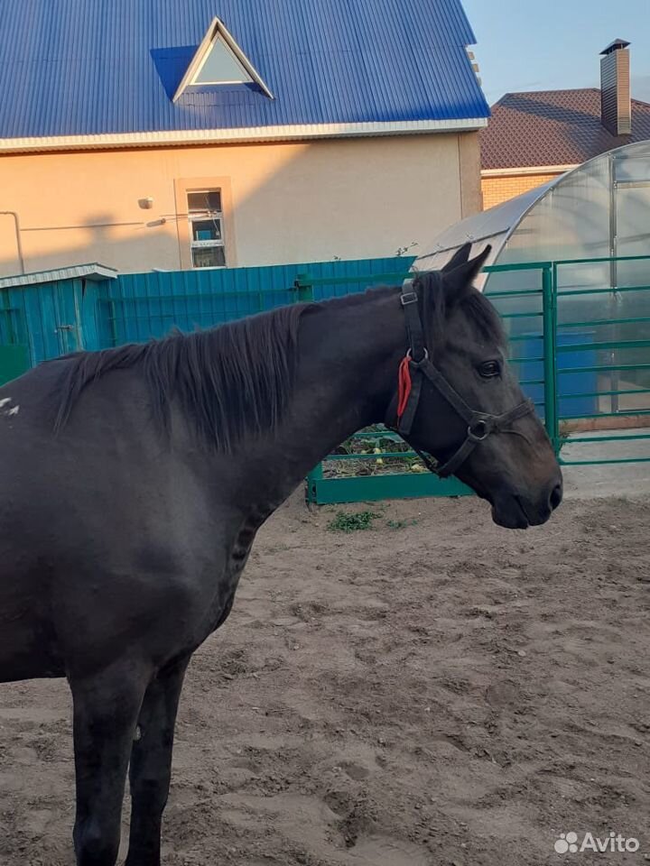 Лошадь вороная