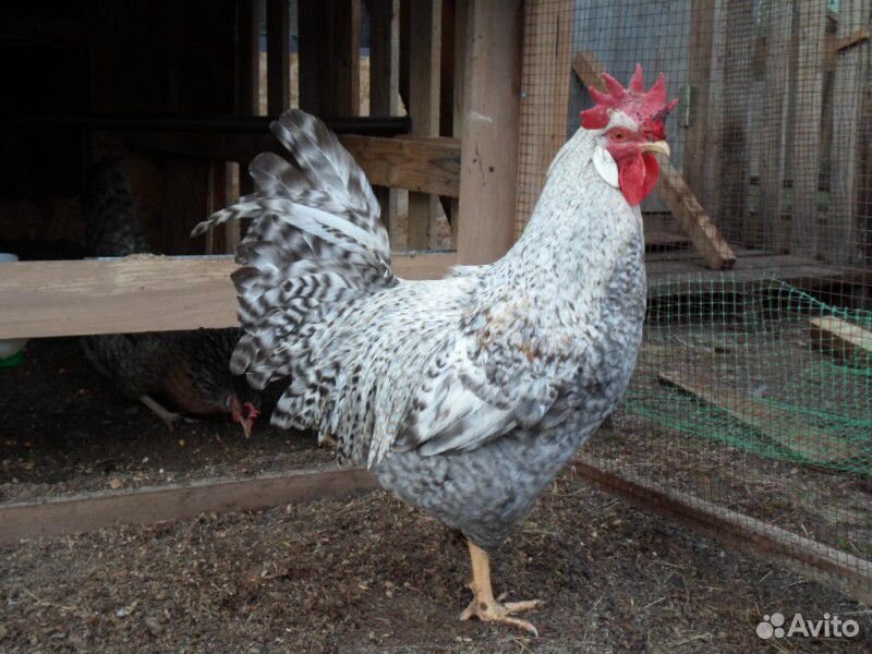 Петух Легбар