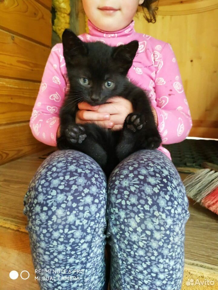 Котята