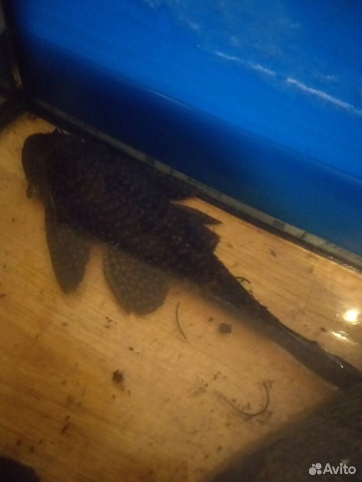 Парчовый птеригоплихт