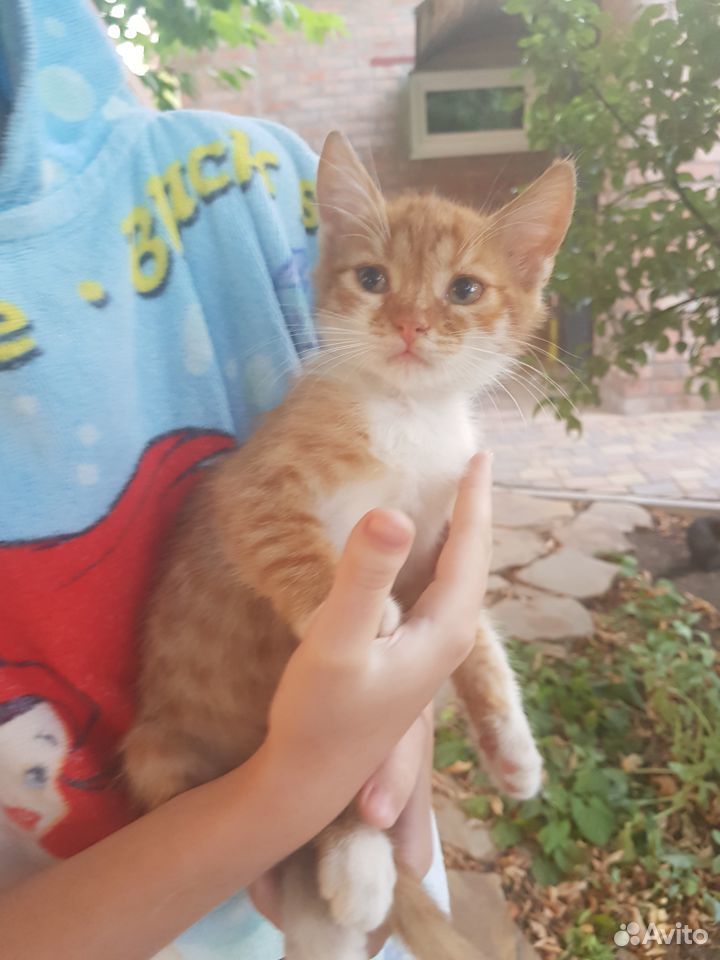 Четыре рыжих солнышка и темненькая тучка