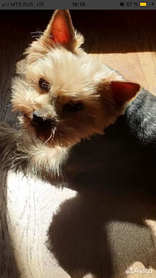 Отдам Ёрка в хорошие руки