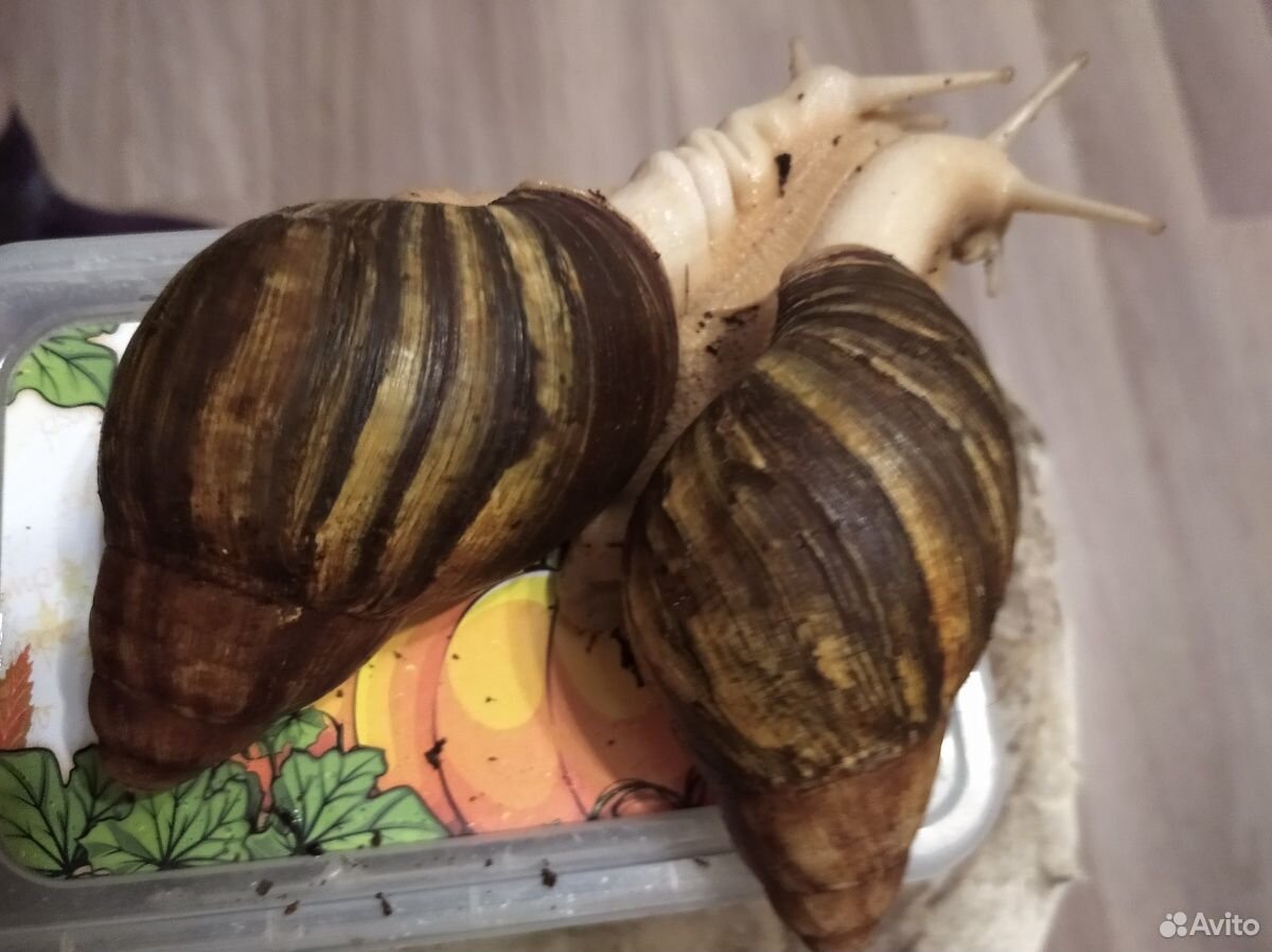 Улитка тигр, вентрикоза и ахатина стандарт