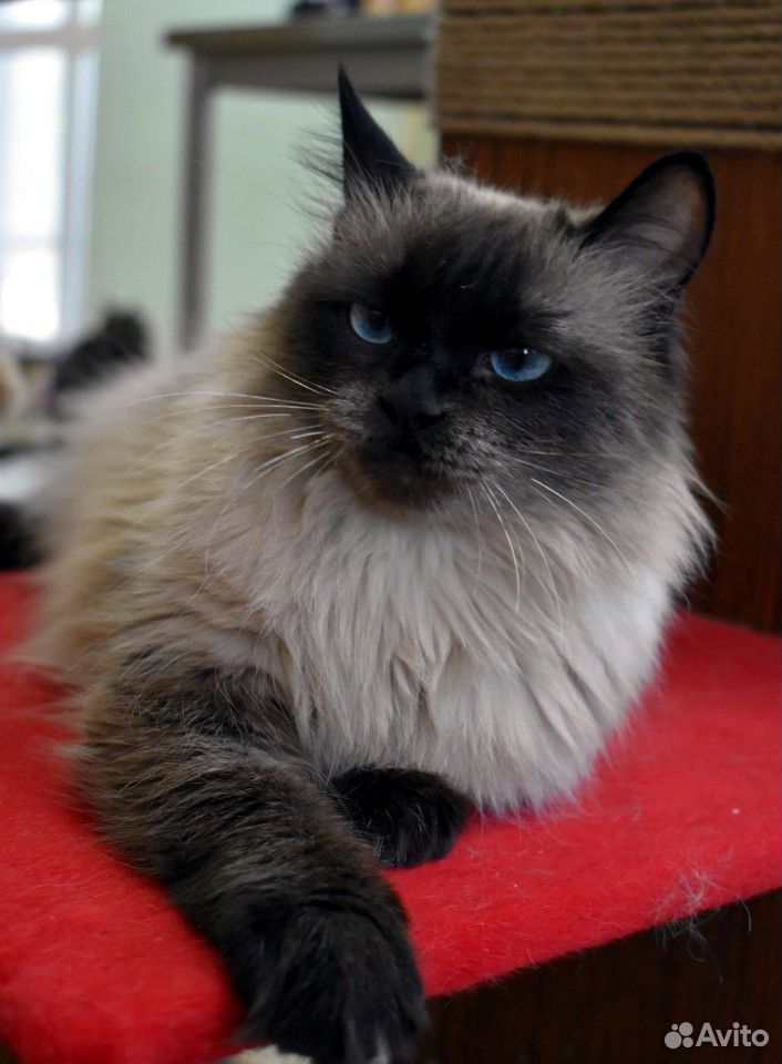 Кошка