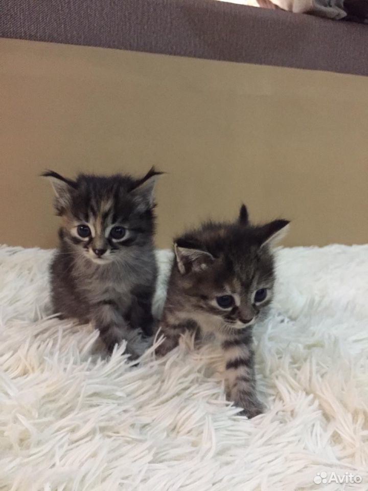 Сибирские котятки