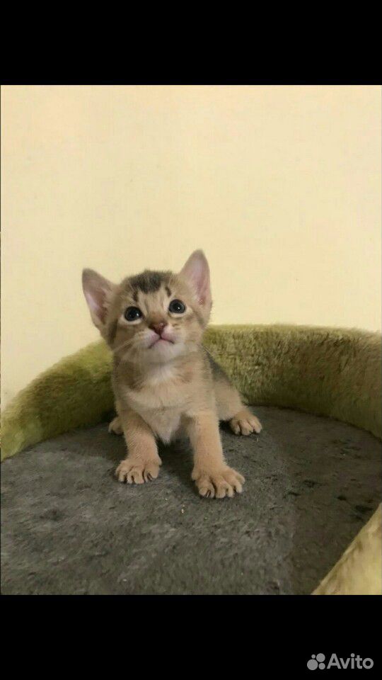 Алиментные котики