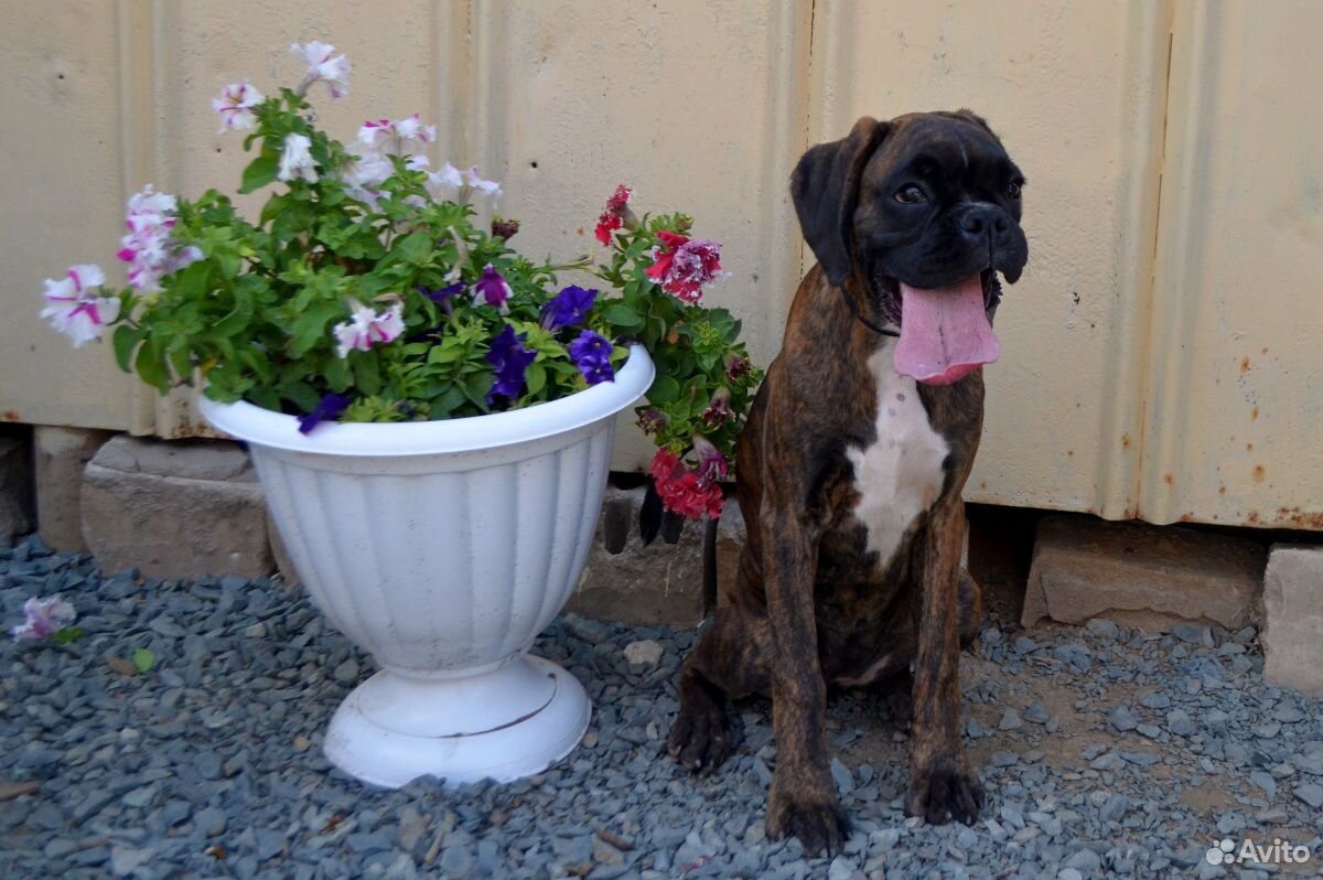 Тигровый щенок боксера девочка