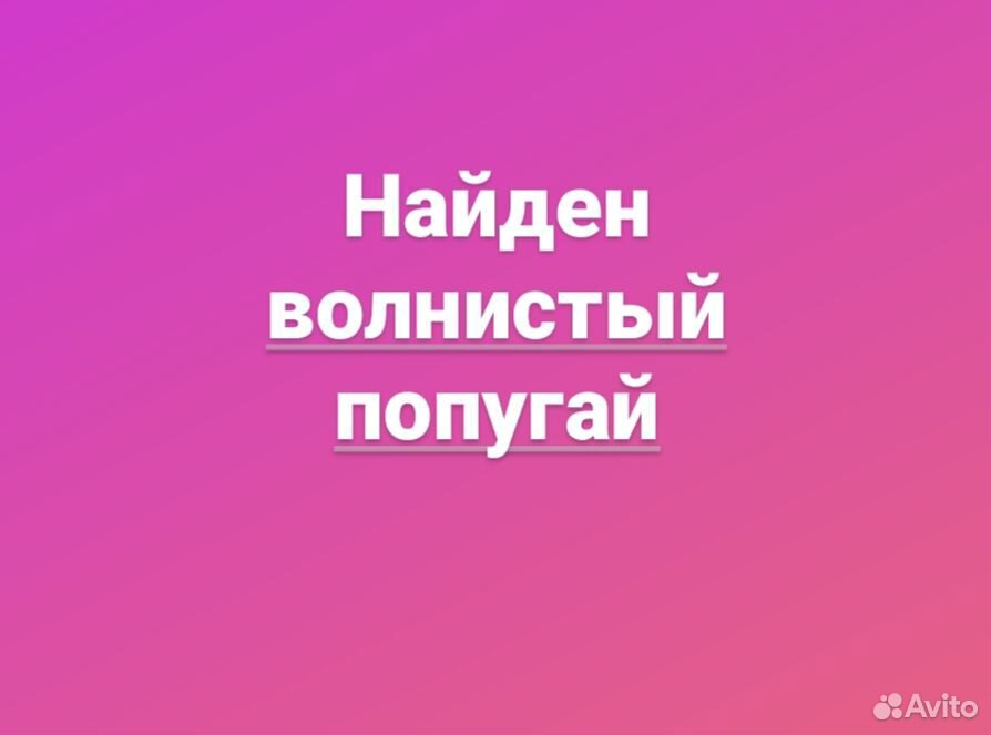 Найден волнистый попугай