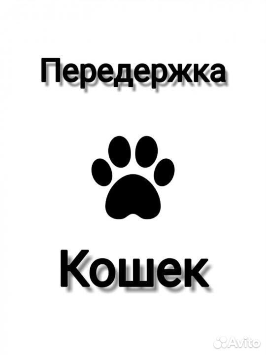 Передержка кошек