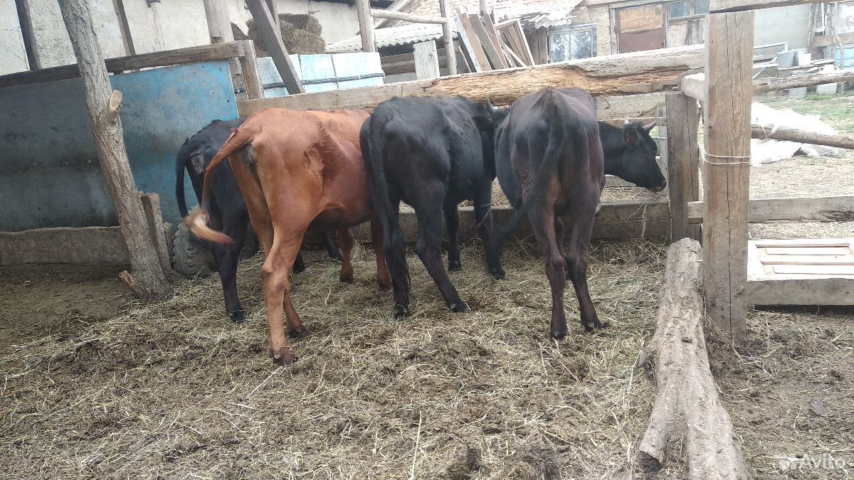 Коровы, бычки, тёлочки