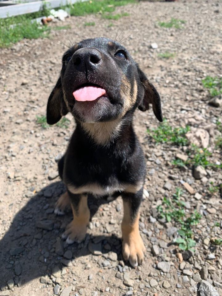 Щенки в хорошие руки