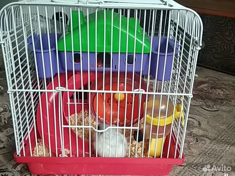 Джунгарский хомяк