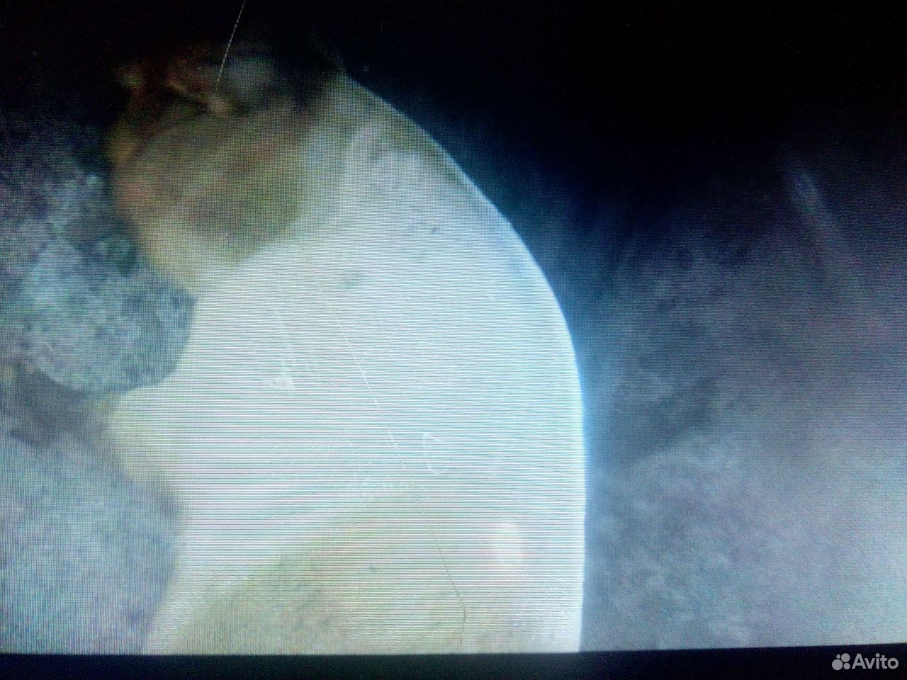 Молодой хряк