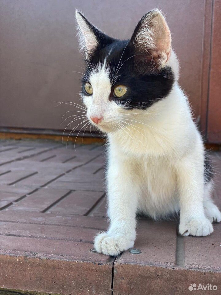 Котенок