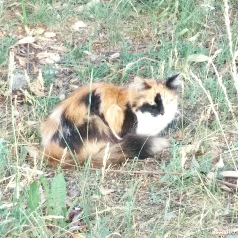 Кошка Потеряшка