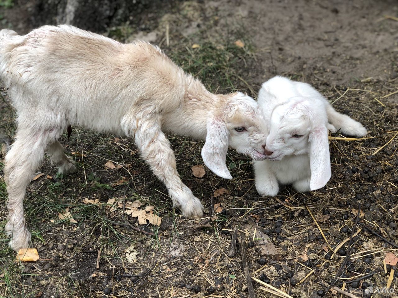 Козлята, мальчики