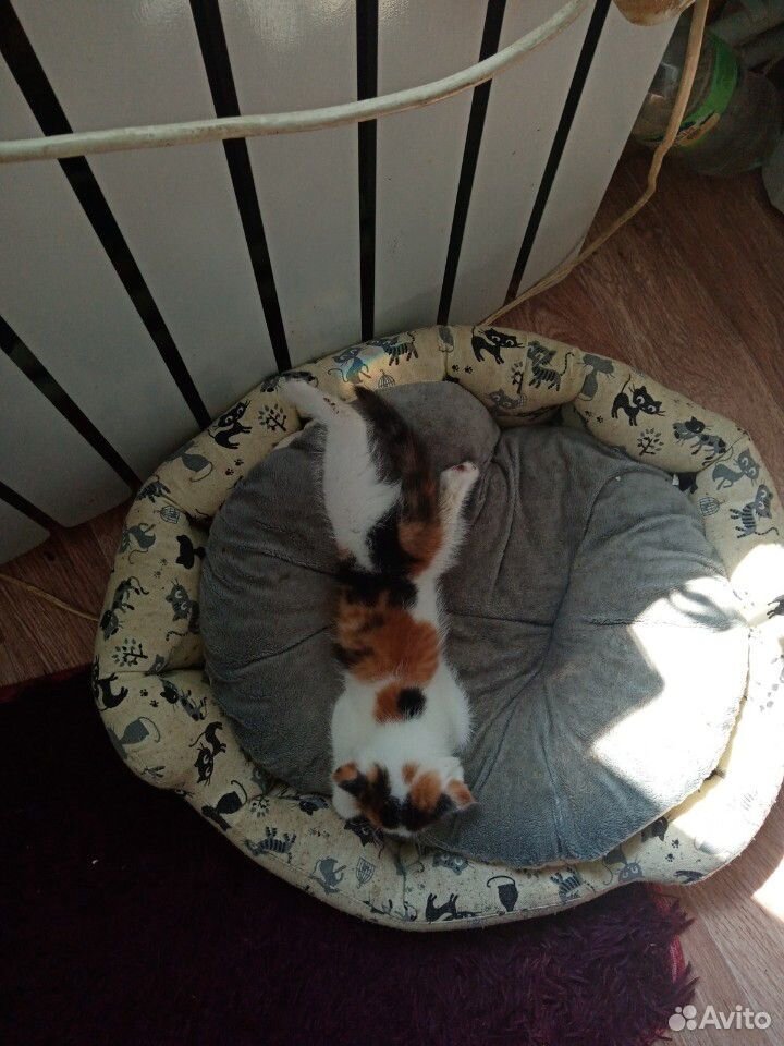 Кошка вислоухая