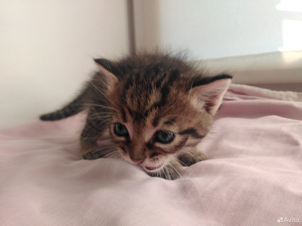 Отдам котят в добрые руки