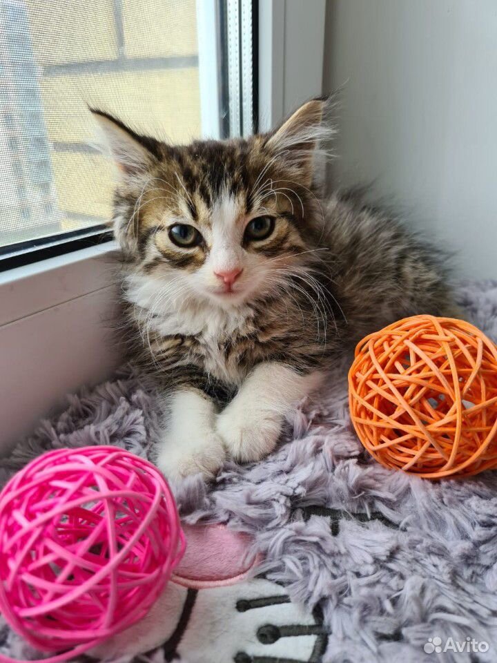 Котенок пушистик мальчик