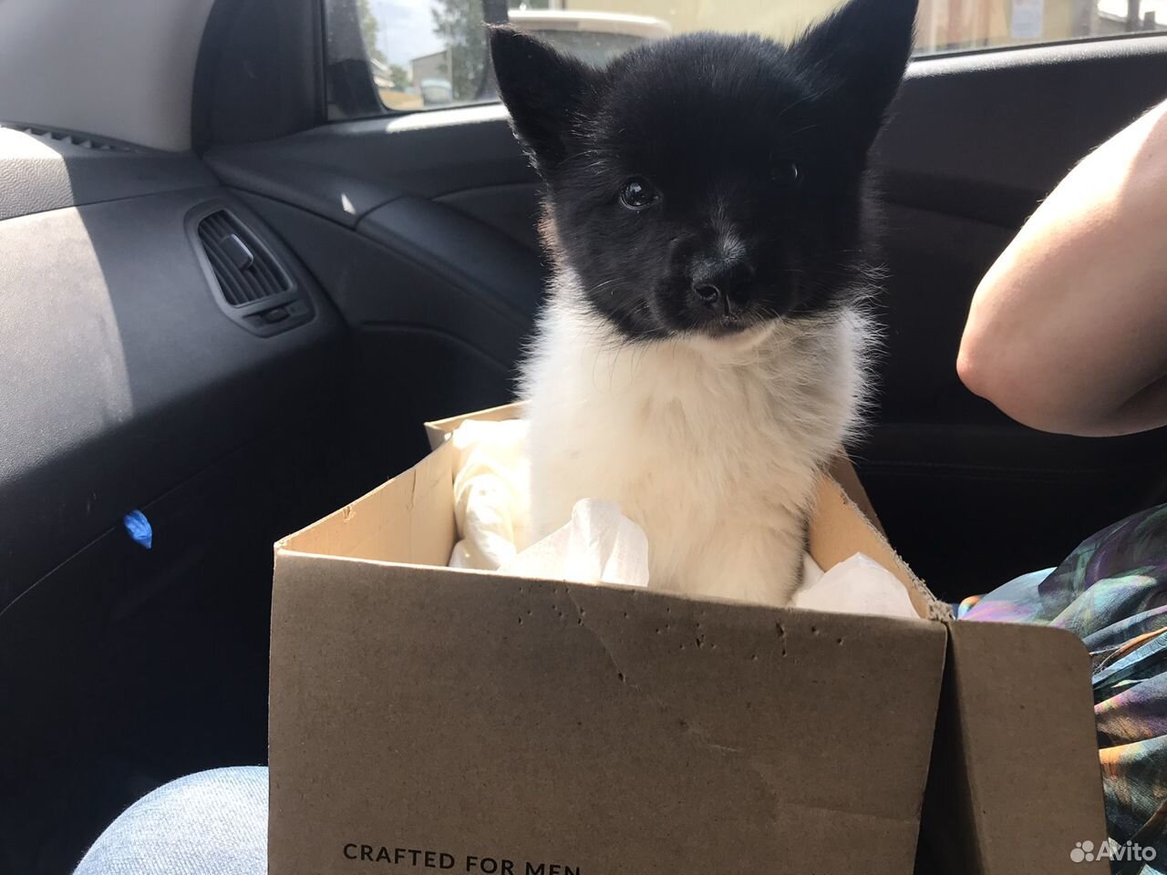 Крошечка маленькой породы только в квартиру