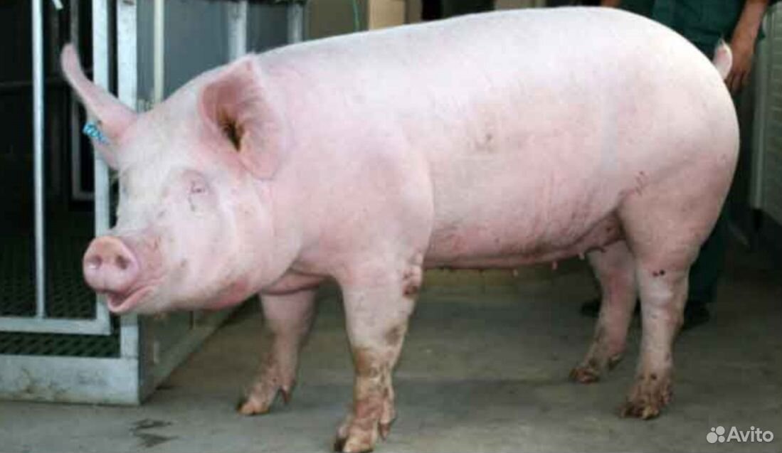 Поросенок ландрас