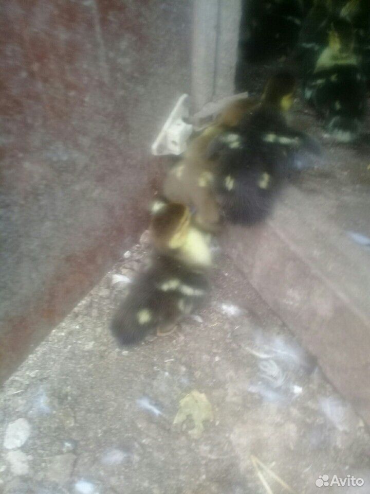 Утки (индоутята)