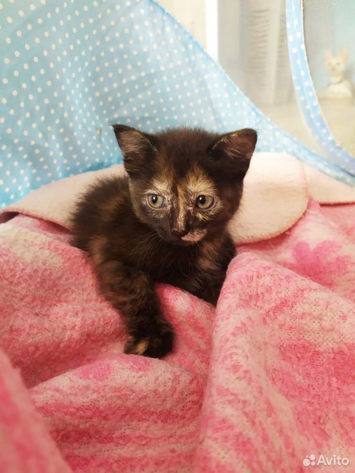 Котёнок девочка черепахового окраса
