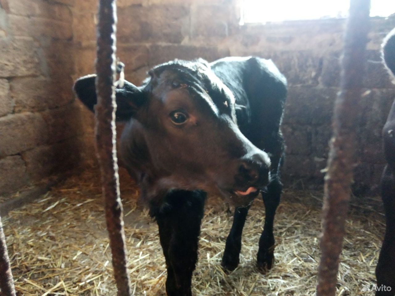 Бычок 3 дня