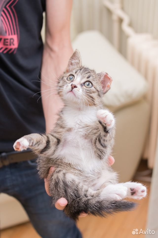 Котенок Лапчик
