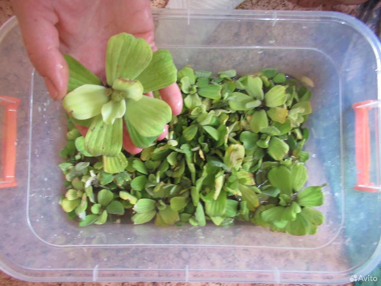 Растения для аквариума