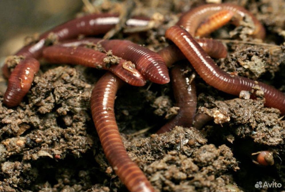 Дождевые черви