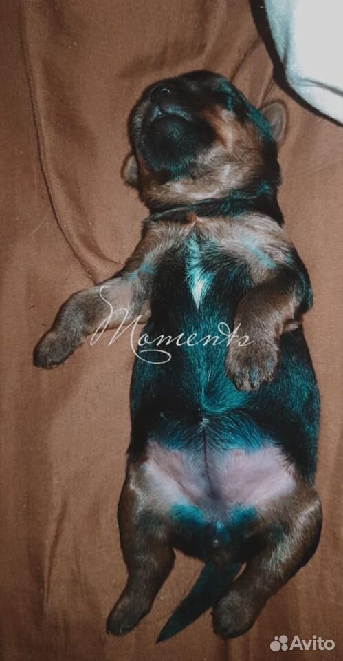 Йорк девочка