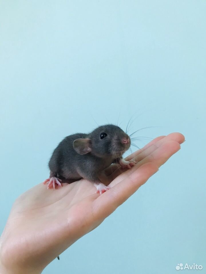 Крысы, крысята дамбо. Черная соболь. Самец