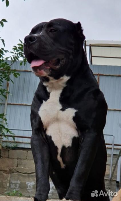 Щенки булли