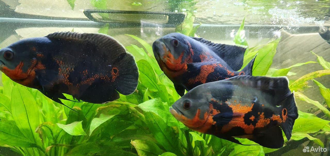 Астронотусы 18-20 см