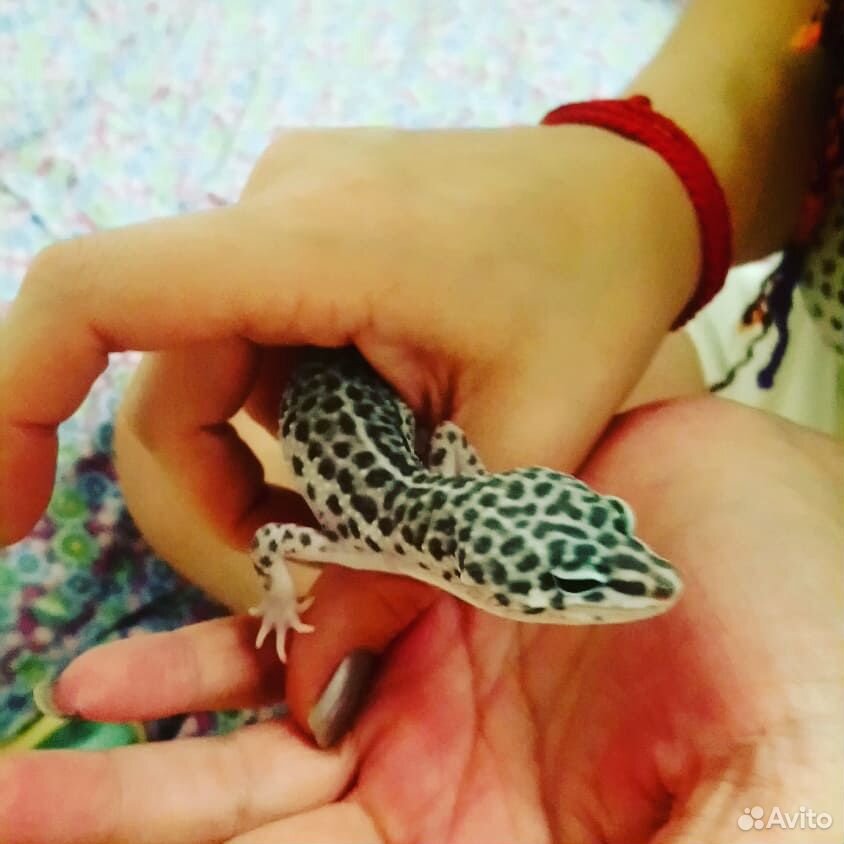 Продам эублефара)