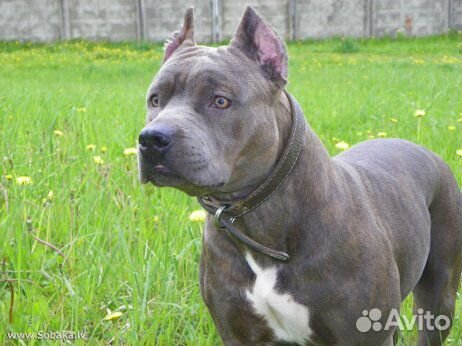 Возьмём питбуля, стаффордширского терьера или буль