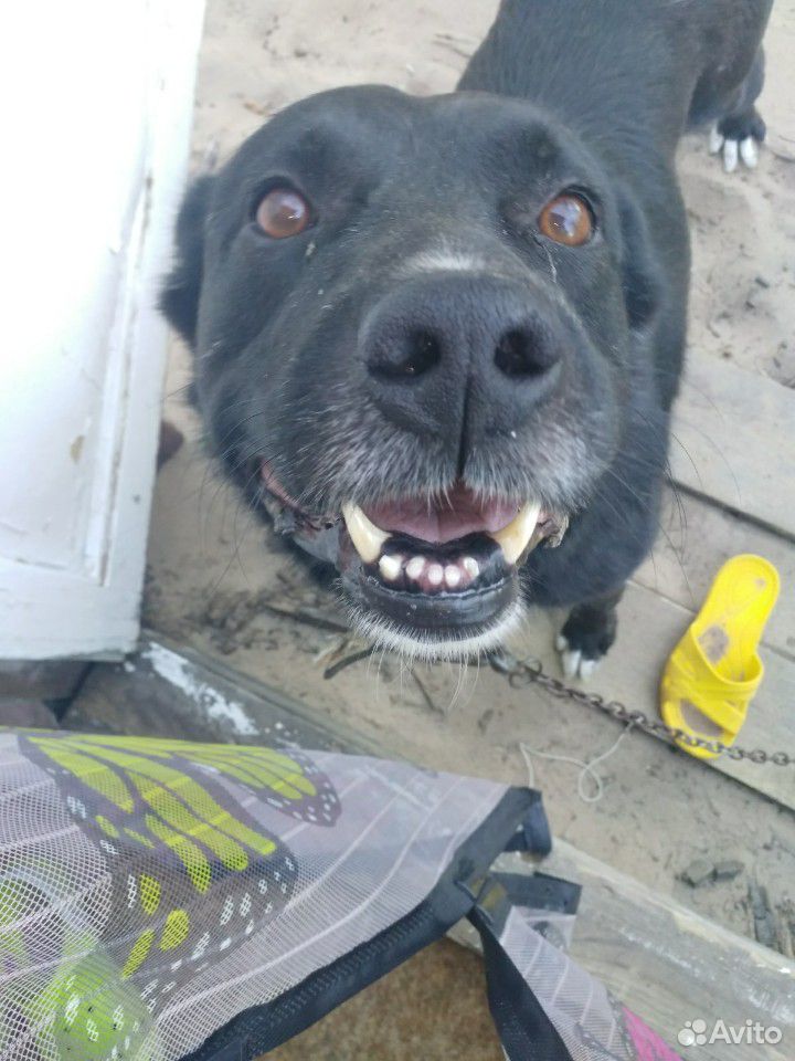 Отдам собаку- сторожа