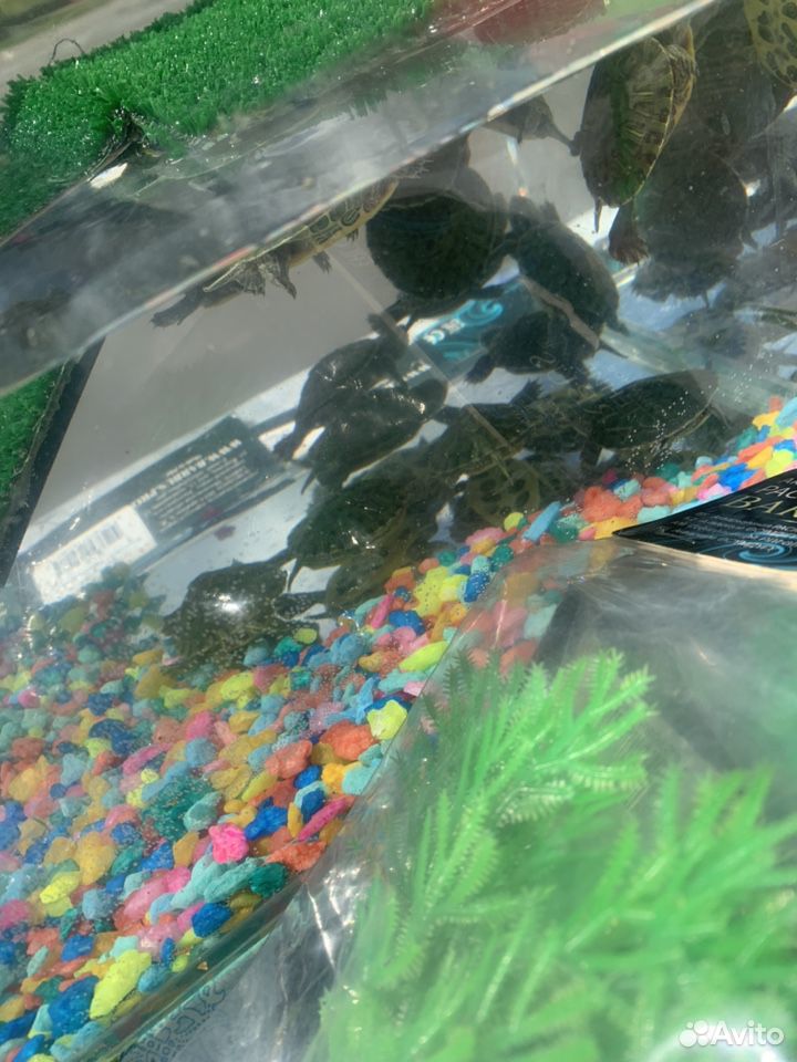 Черепашки краснаухие