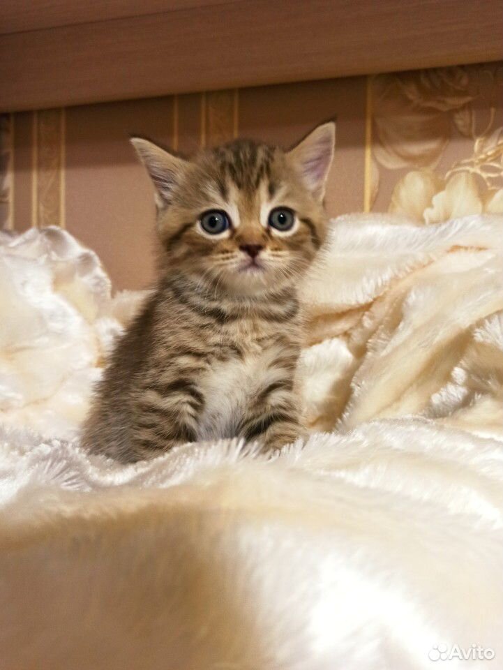Скоттиш страйт/ золотисто-коричневый тигр