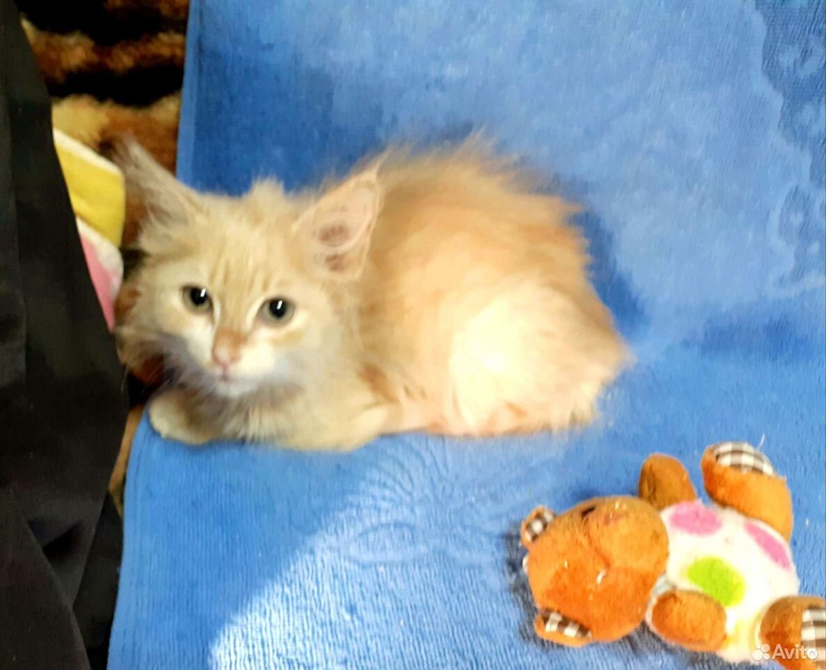 Ласковый котенок мальчик 2 месяца